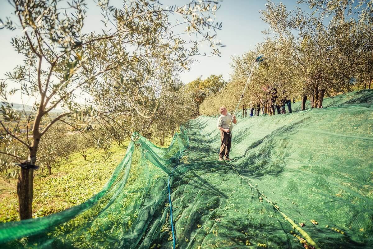 Autumn: olive harvesting season | Articles | Favuzzi | Olive oils and ...